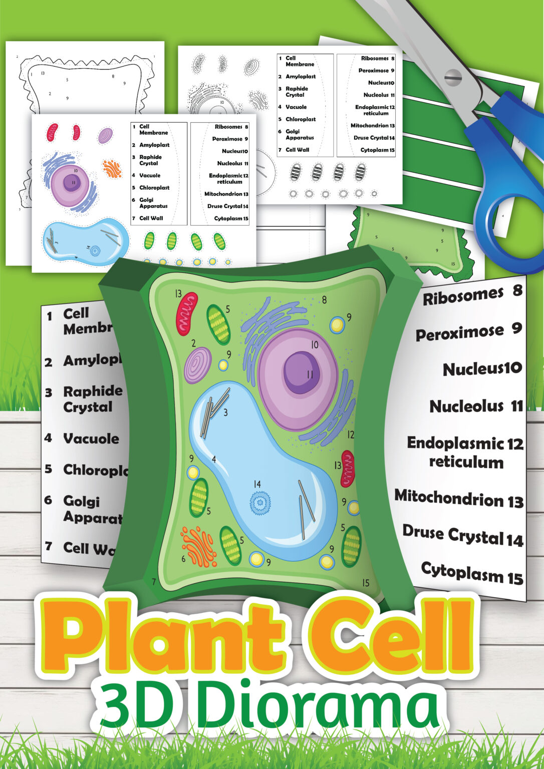 3D Plant Cell Diorma Printable - Little Bins for Little Hands