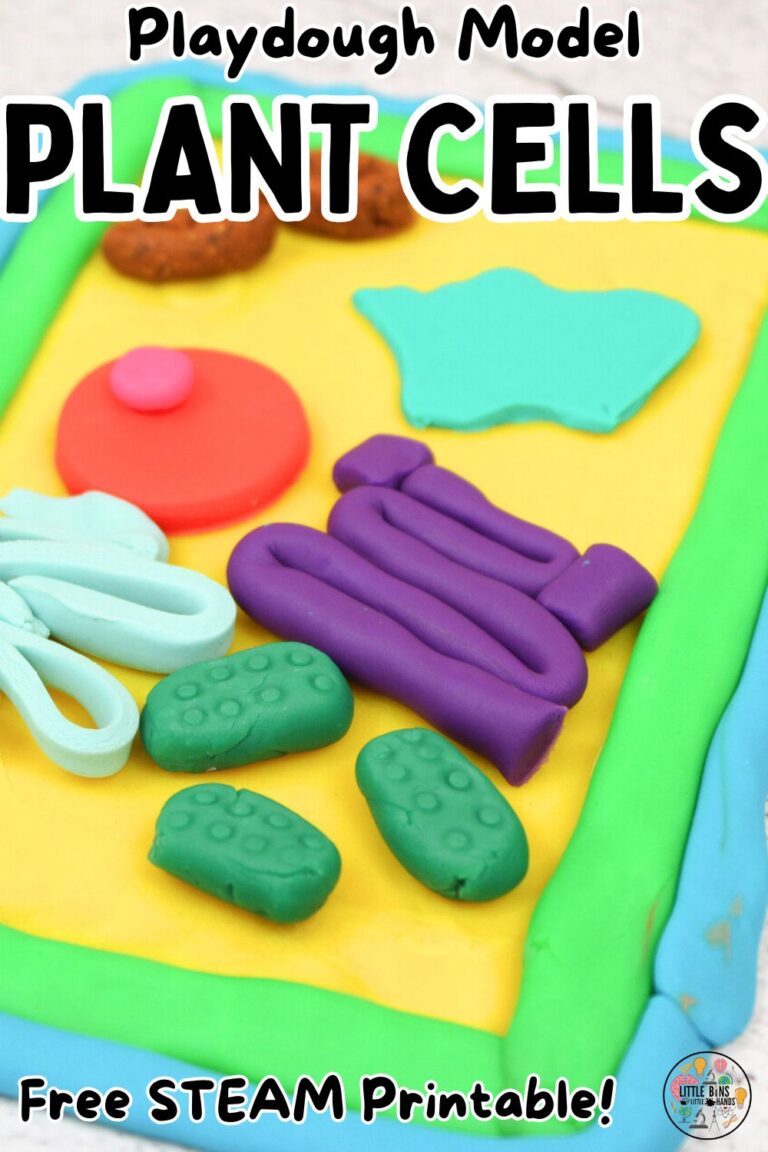 Playdough Plant Cell Model for Kids