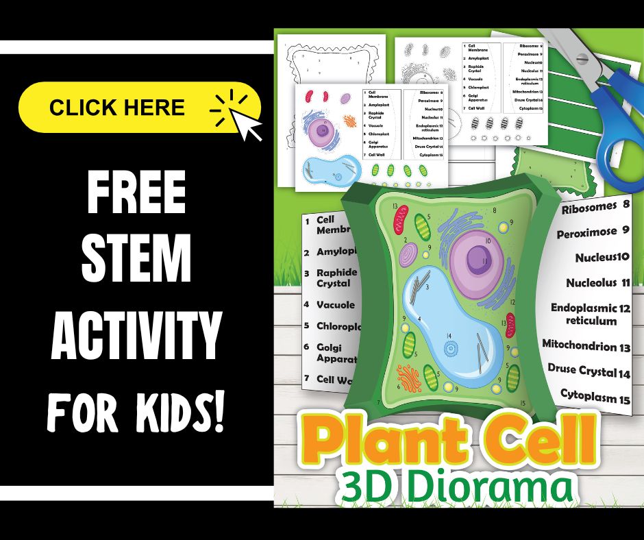 3D Plant Cell Diorma Printable - Little Bins for Little Hands