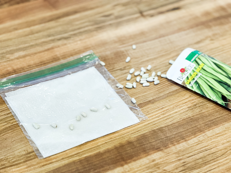 Germinating Seeds in a Bag: Observe Plant Growth