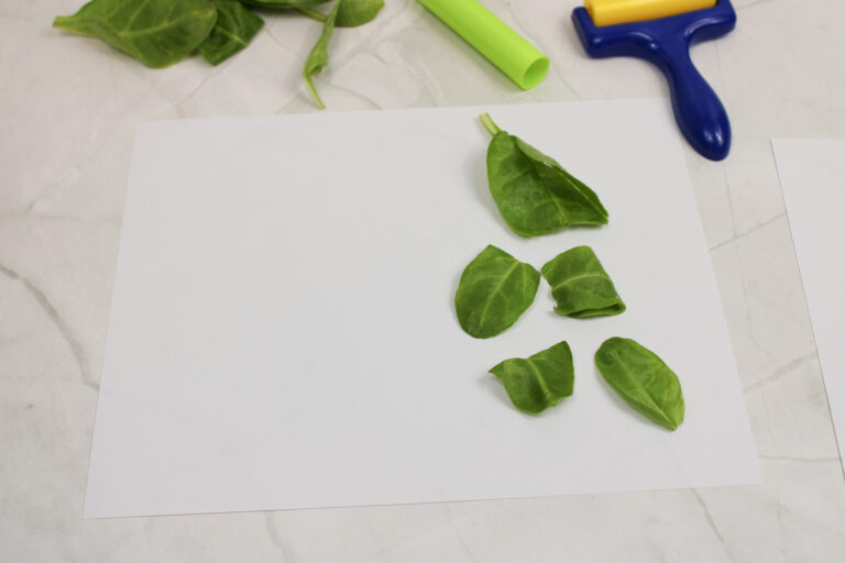Photosynthesis Experiment for kids