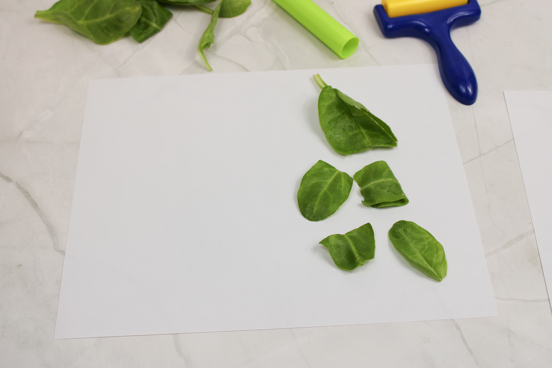 Photosynthesis Experiment for kids