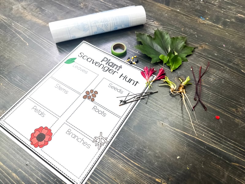 Preschool Plant Scavenger Hunt