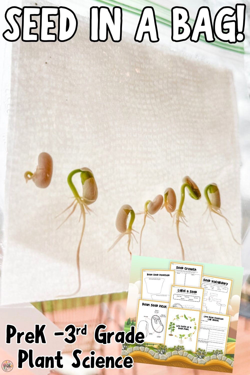 Germinating Seeds in a Bag: Observe Plant Growth