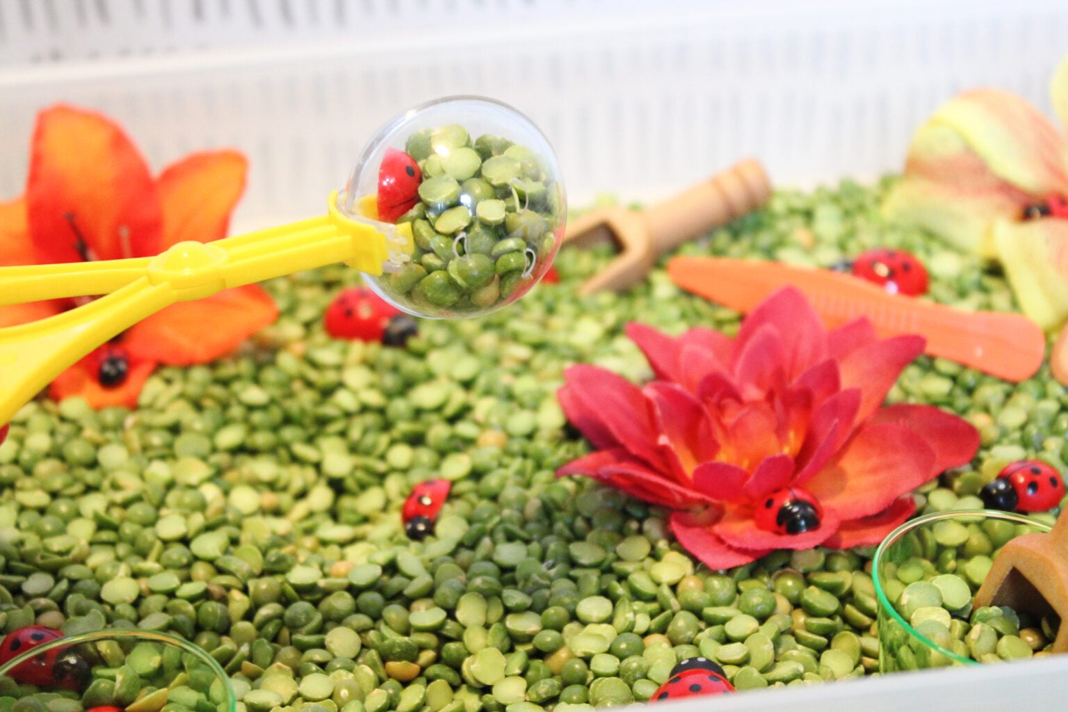 Ladybug Sensory Bin for Preschool Bug & Spring Play