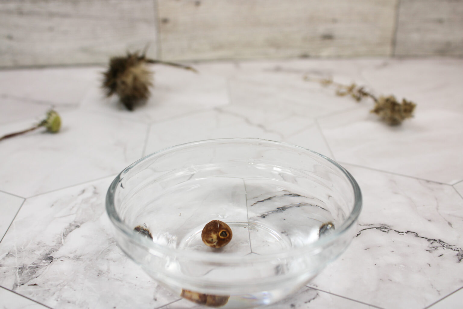 Seed Dispersal Experiment for Kids | Learn How Seeds Travel