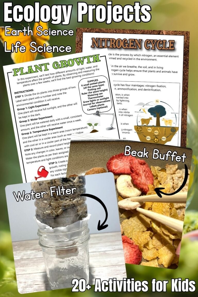 Ecology Projects for Kids | 20 Fun Ecosystem Science Activities
