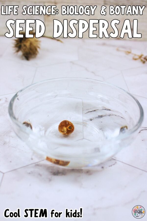 Seed Dispersal Experiment for Kids | Learn How Seeds Travel