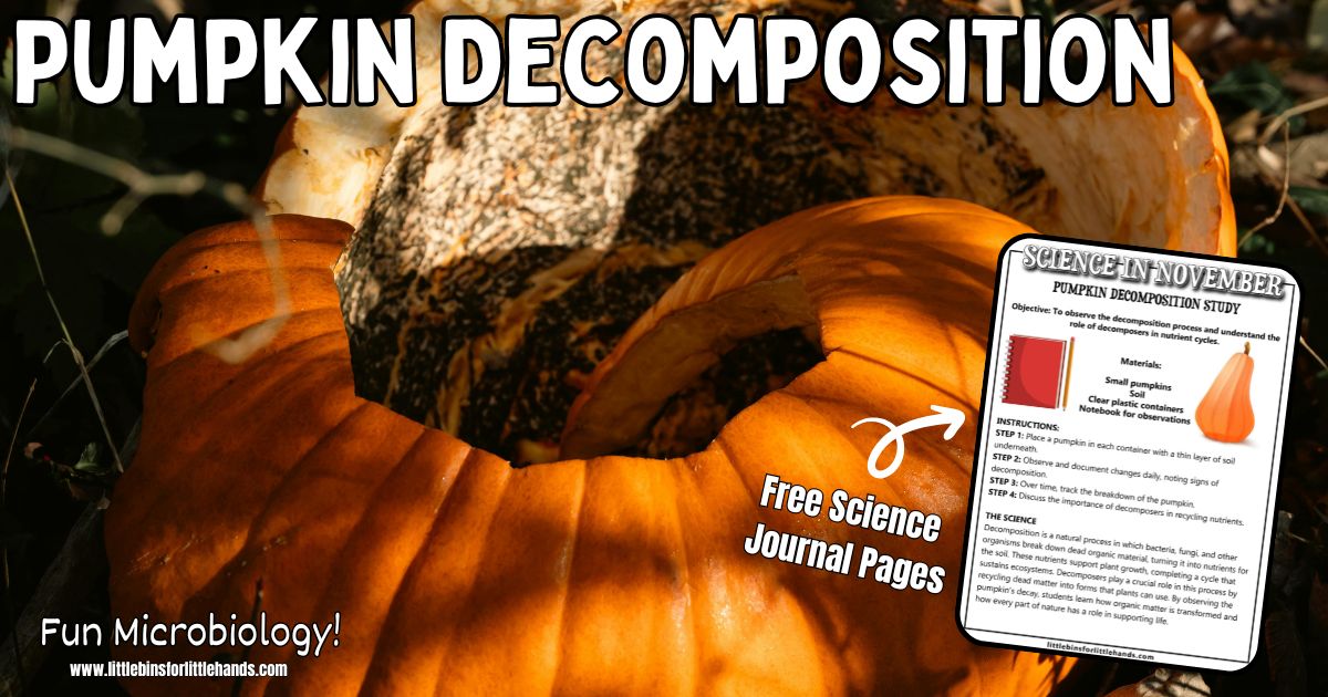 Pumpkin Decomposition Experiment for Kids | Microbiology