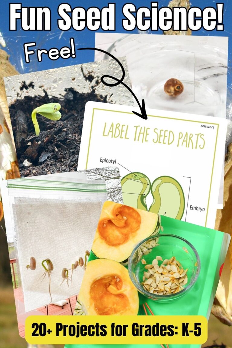 Seed Science Activities for Kids | Germination & Seed Parts