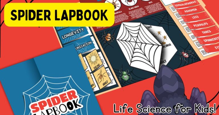Spider Life Cycle Lapbook | Learn Spider Anatomy for Kids
