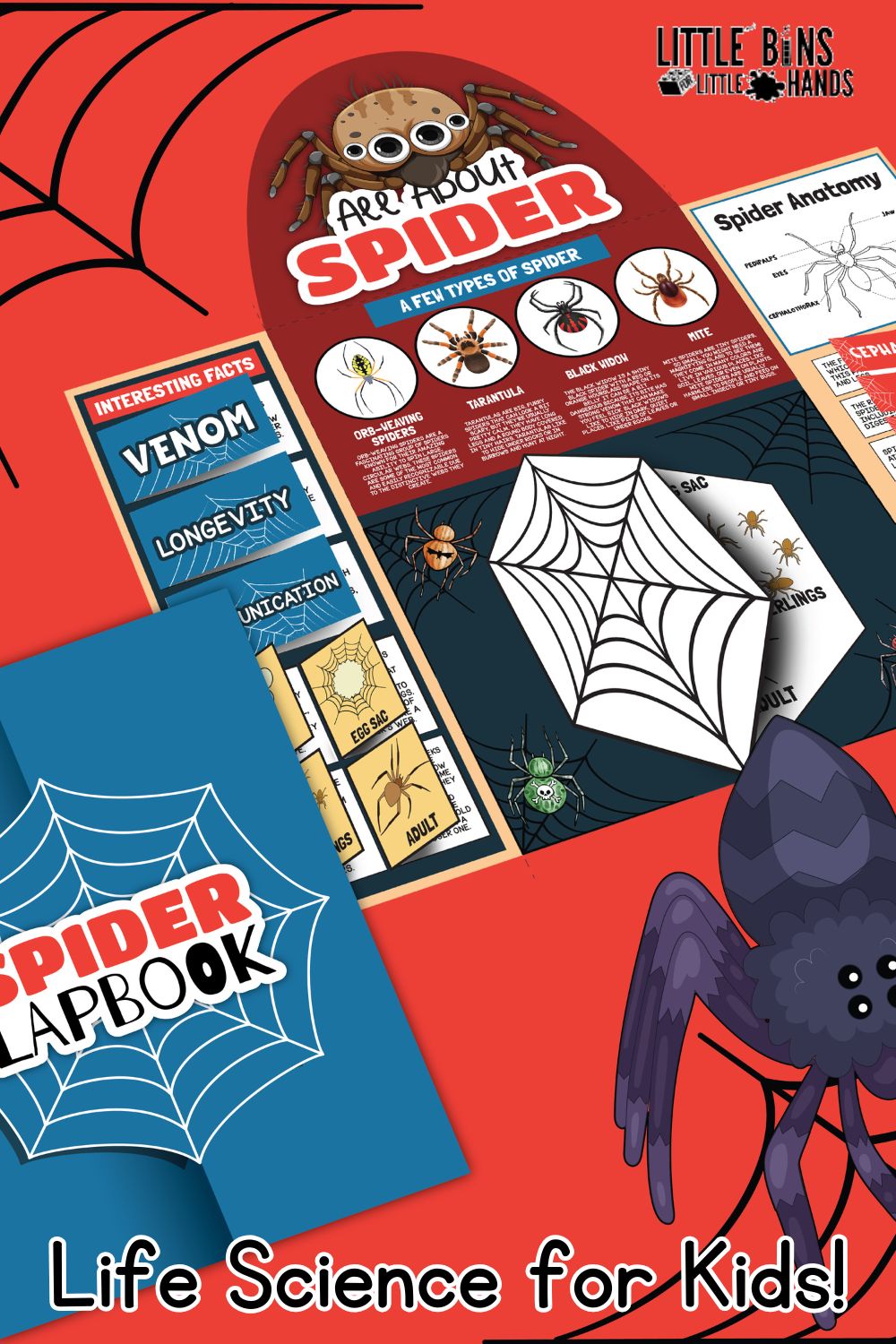 Spider Life Cycle Lapbook | Learn Spider Anatomy for Kids