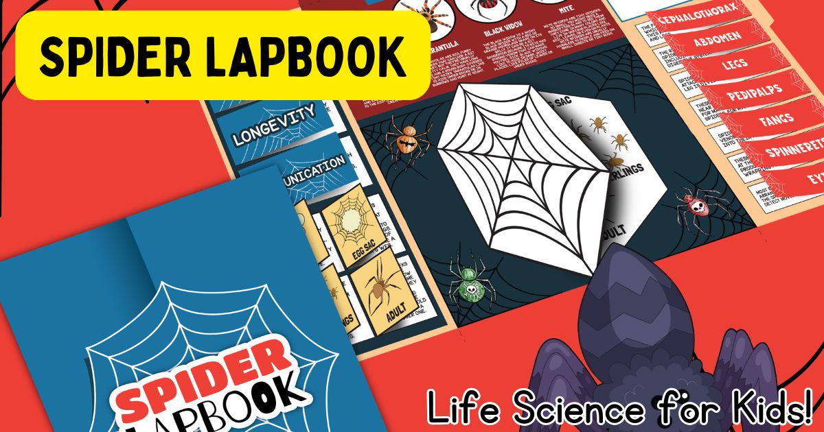 Spider Life Cycle Lapbook | Learn Spider Anatomy for Kids