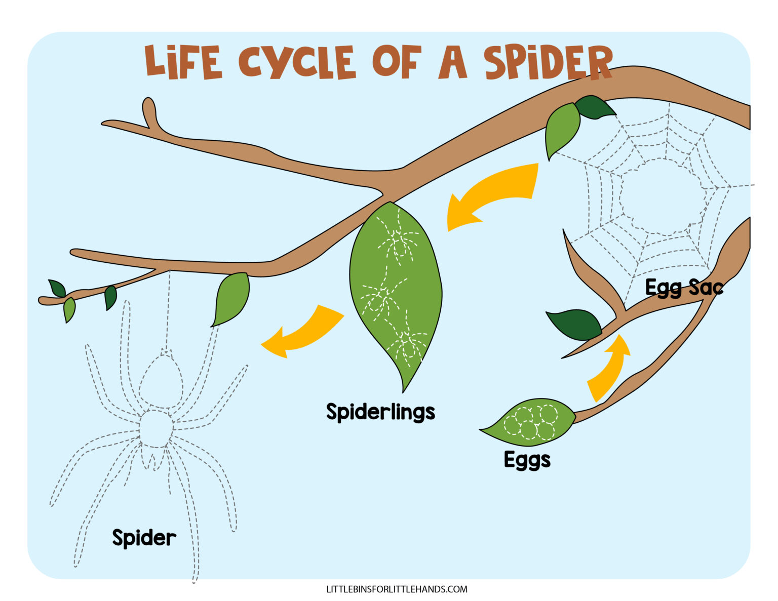 Spider Life Cycle Lapbook | Learn Spider Anatomy for Kids