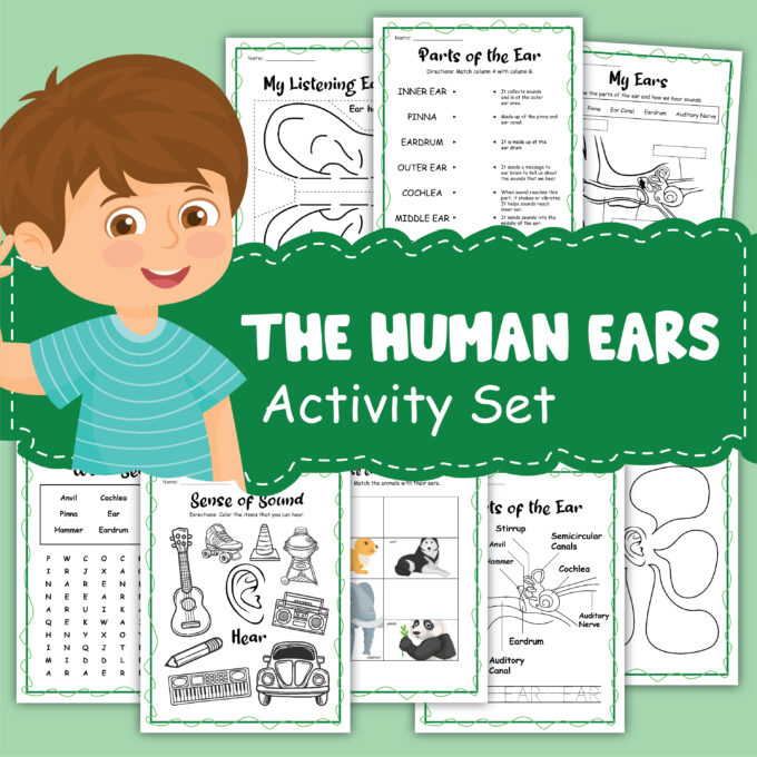 How We Hear Sound: Parts of the Ear Explained for Kids