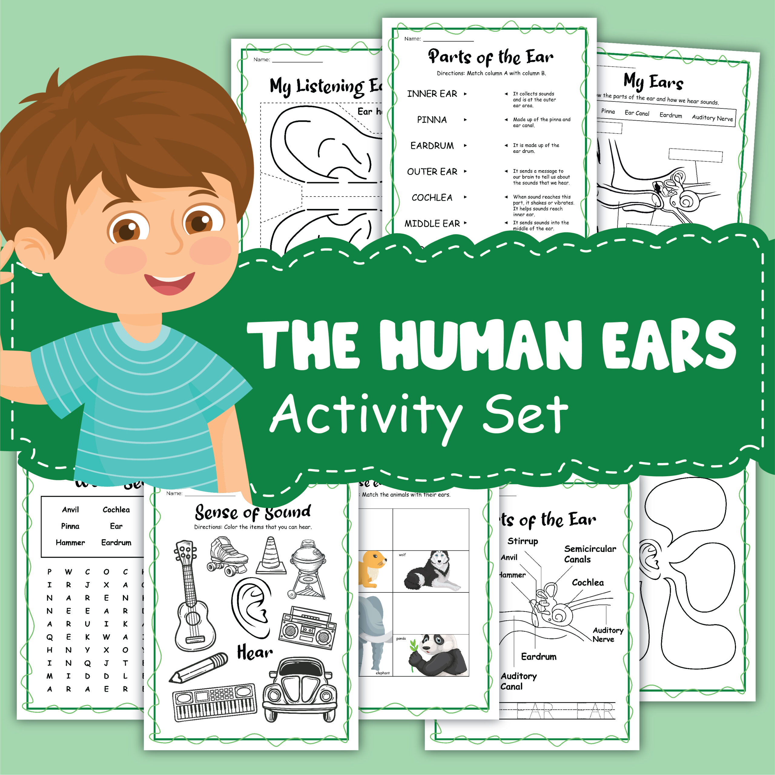 How We Hear Sound: Parts of the Ear Explained for Kids