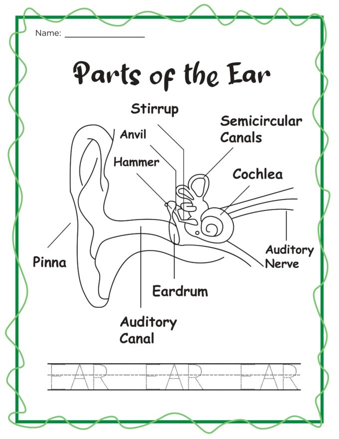 How We Hear Sound: Parts of the Ear Explained for Kids