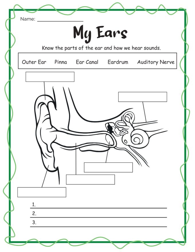 How We Hear Sound: Parts of the Ear Explained for Kids