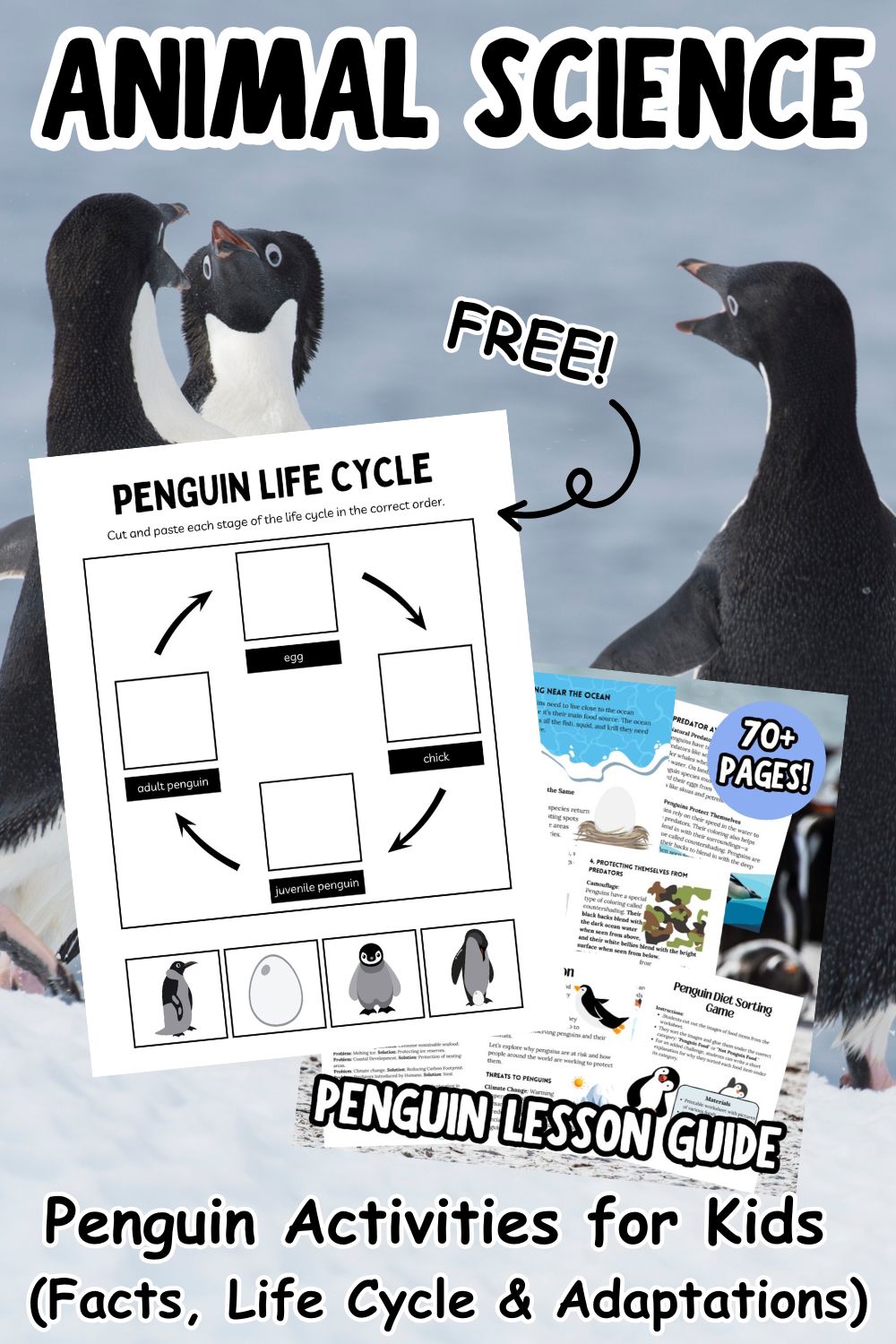 Penguin Activities for Kids (Facts, Life Cycle & Adaptations) - Little ...