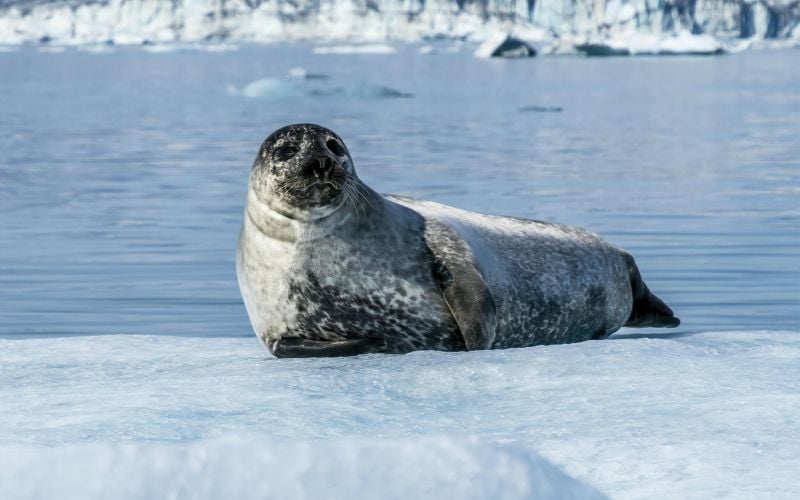 Arctic Animals & Habitat for Kids (Ecosystem, Food Web & Survival ...