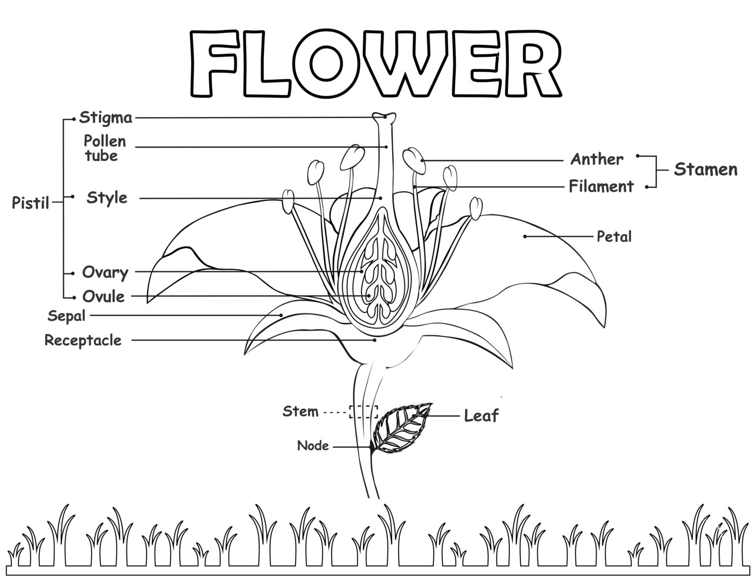 Spring Flower Lesson Plan for Kids (7-Day Science + Art Activities)