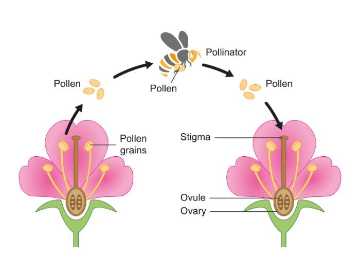 Pollination Experiment for Kids (Easy Flower STEM Activity)