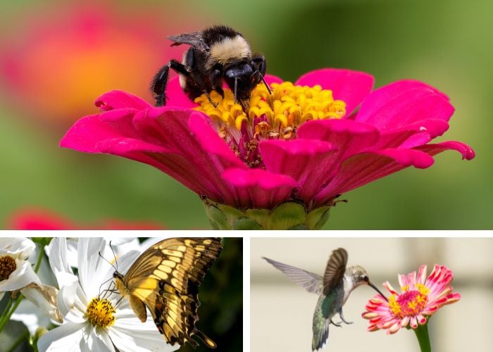 Pollination Experiment for Kids (Easy Flower STEM Activity)