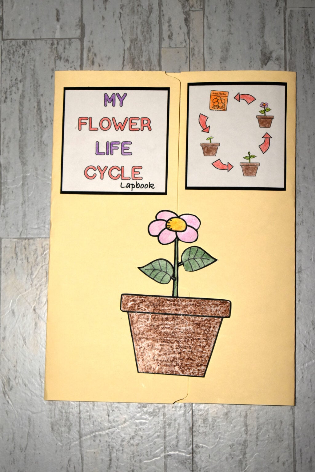 Flower Life Cycle Lapbook (Free Printable Plant Life Cycle)