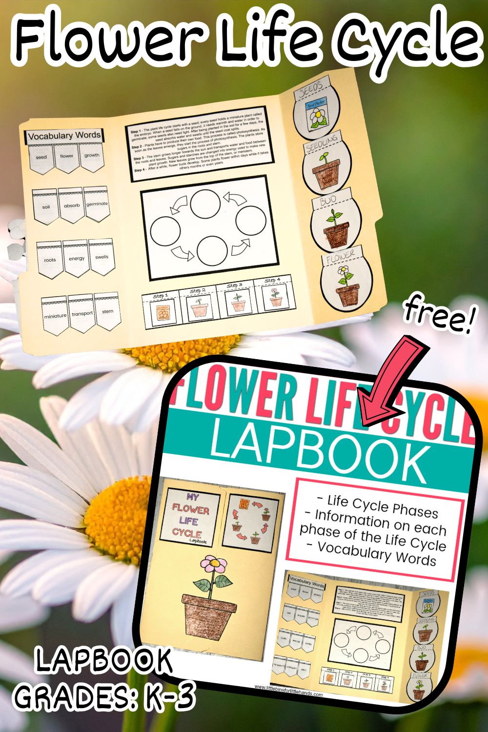 Flower Life Cycle Lapbook (Free Printable Plant Life Cycle)