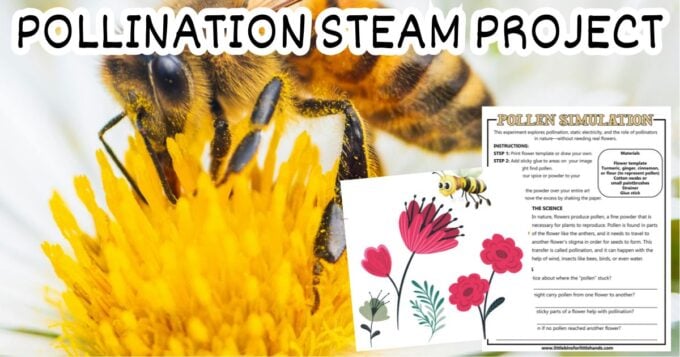 Pollination Experiment for Kids (Easy Flower STEM Activity)