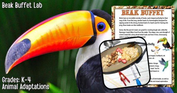 Bird Beak Activity for Kids (Easy STEM Experiment)