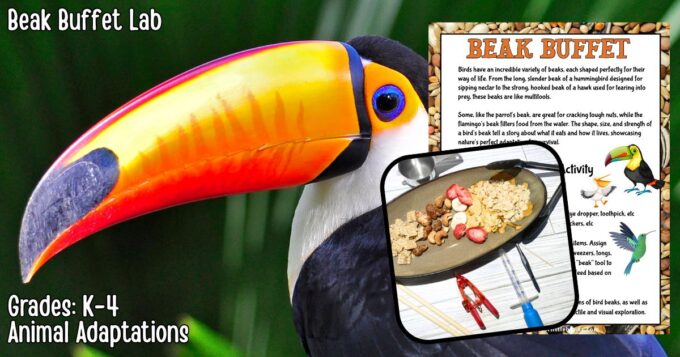 Bird Beak Activity for Kids (Easy STEM Experiment)