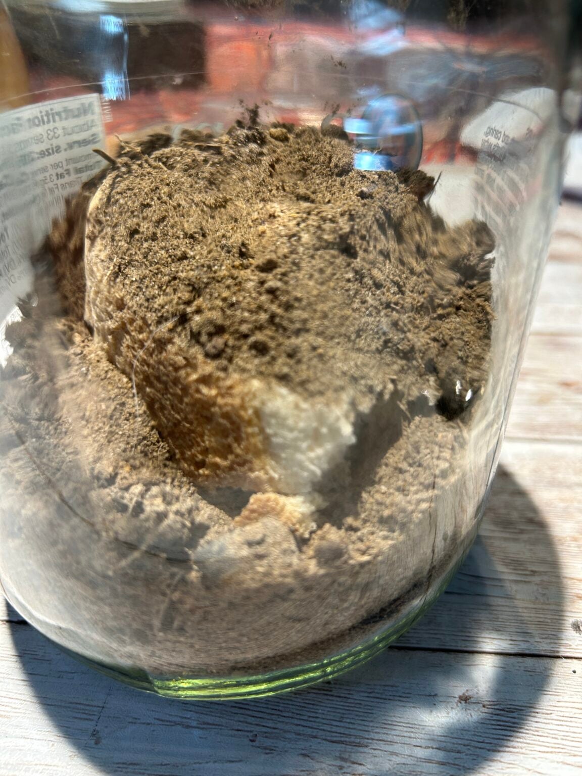 Decomposition Experiment for Kids (Free Lab Activity)