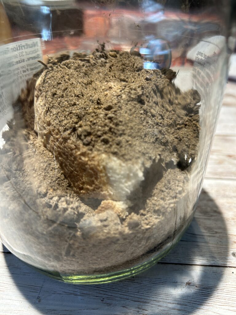 Decomposition Experiment for Kids (Free Lab Activity)